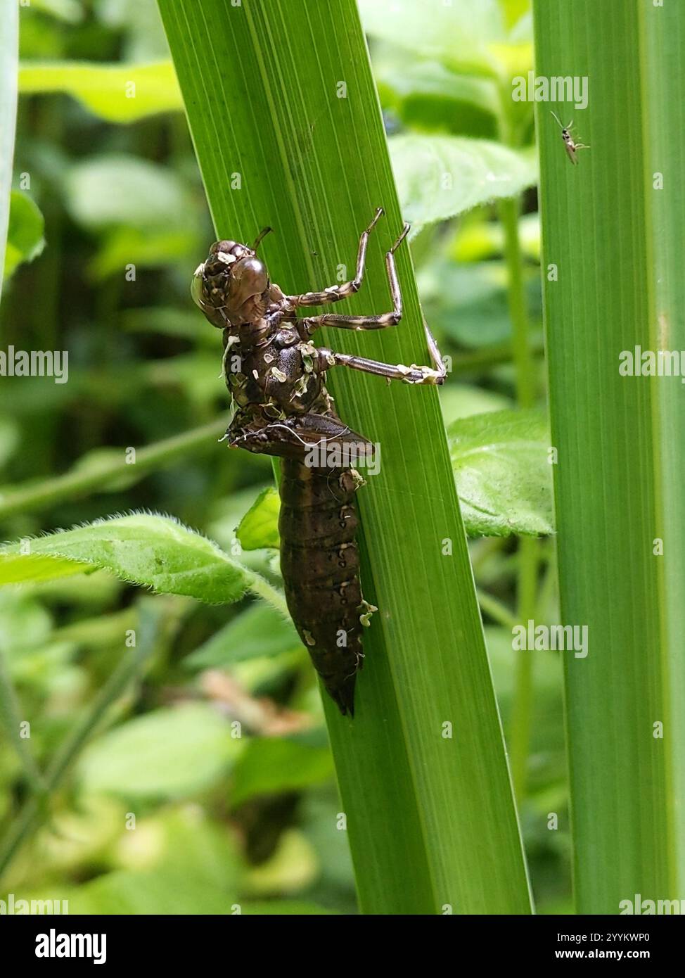 Hawkers and Typical Darners (Aeshna Stock Photo - Alamy