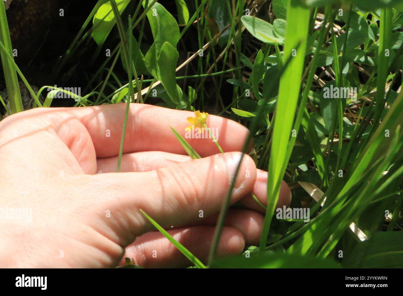 Plantainleaf hi-res stock photography and images - Alamy