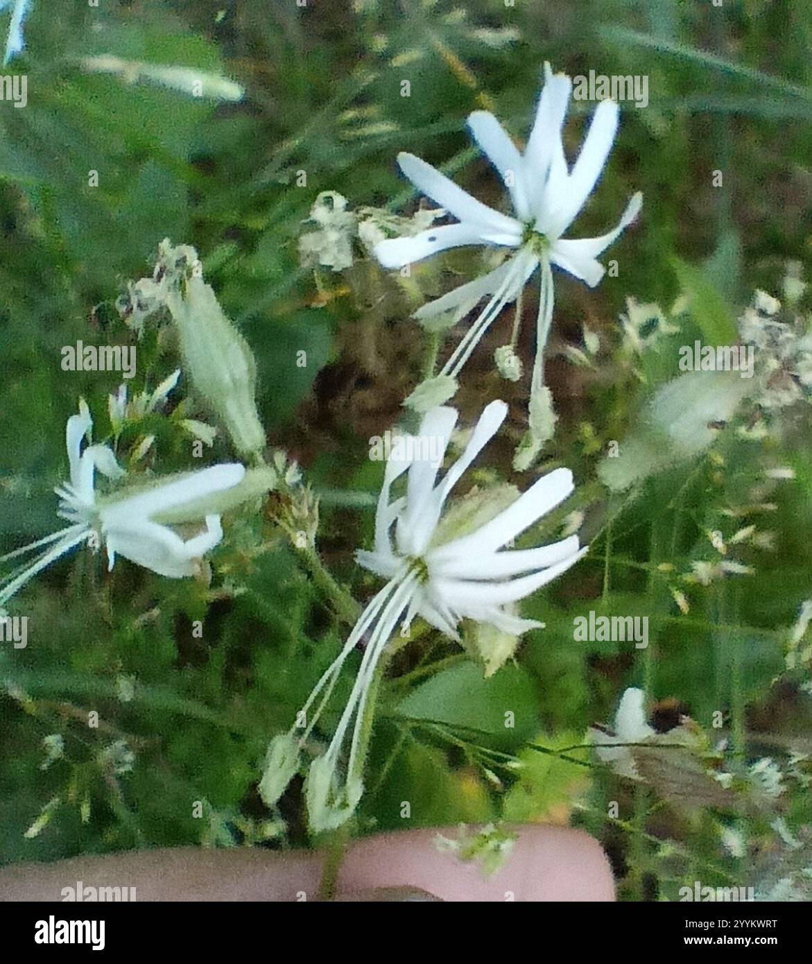 Nottingham Catchfly (Silene nutans Stock Photo - Alamy