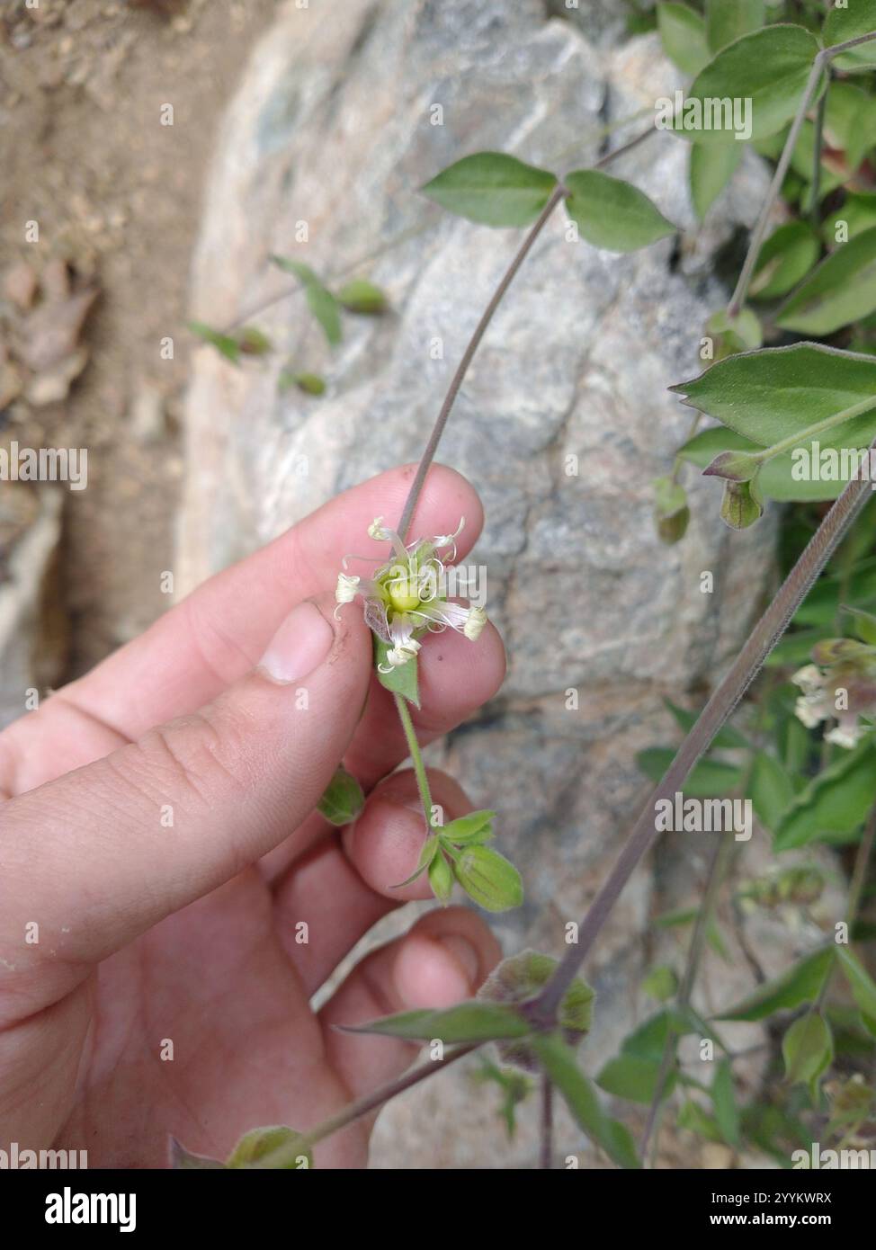 Campanulate Campion (Silene greenei Stock Photo - Alamy