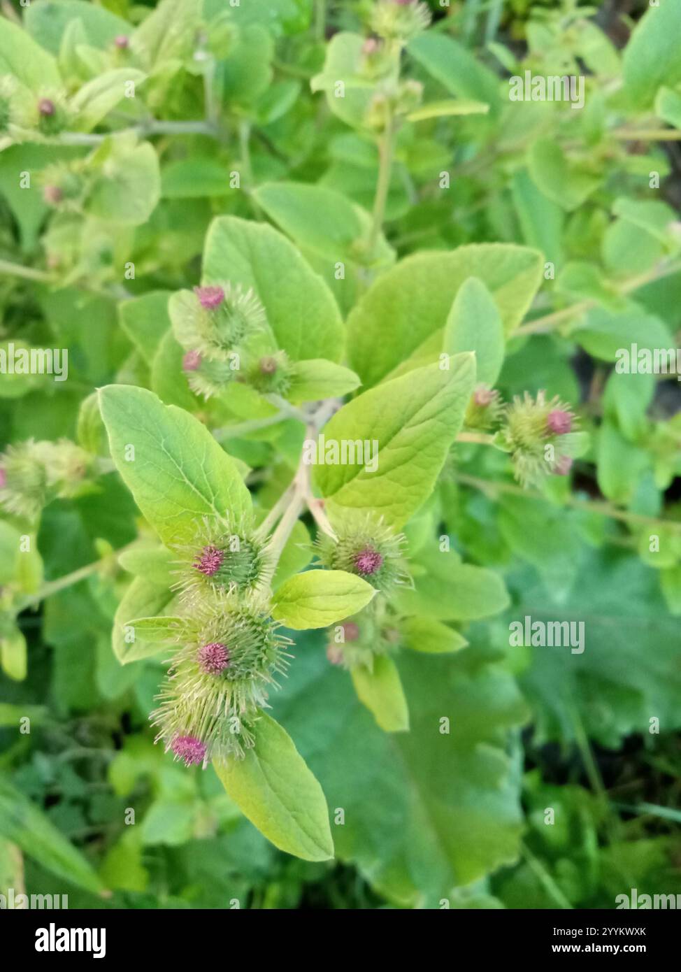lesser burdock (Arctium minus Stock Photo - Alamy