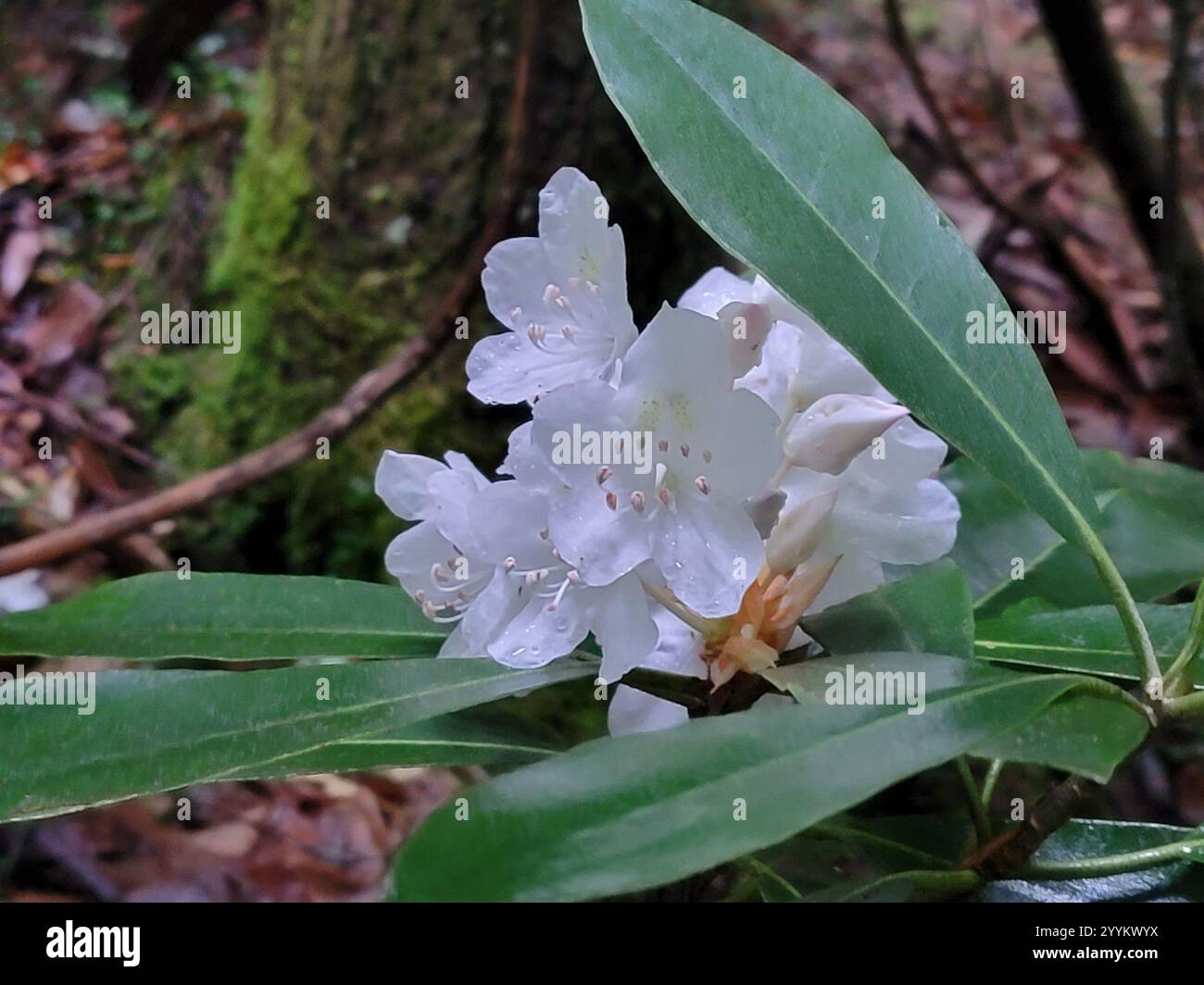 great rhododendron (Rhododendron maximum Stock Photo - Alamy