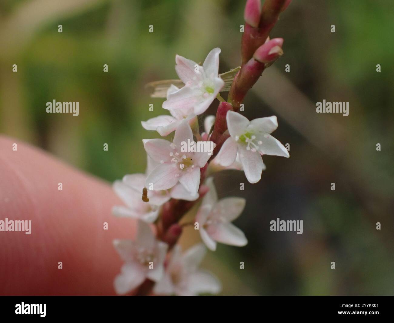 swamp smartweed (Persicaria hydropiperoides Stock Photo - Alamy