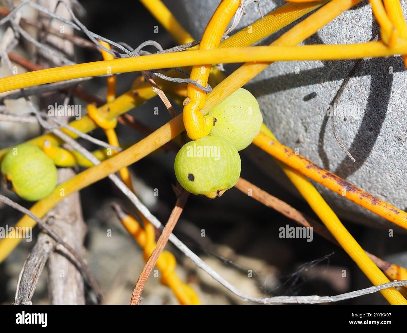 laurel dodder (Cassytha filiformis Stock Photo - Alamy