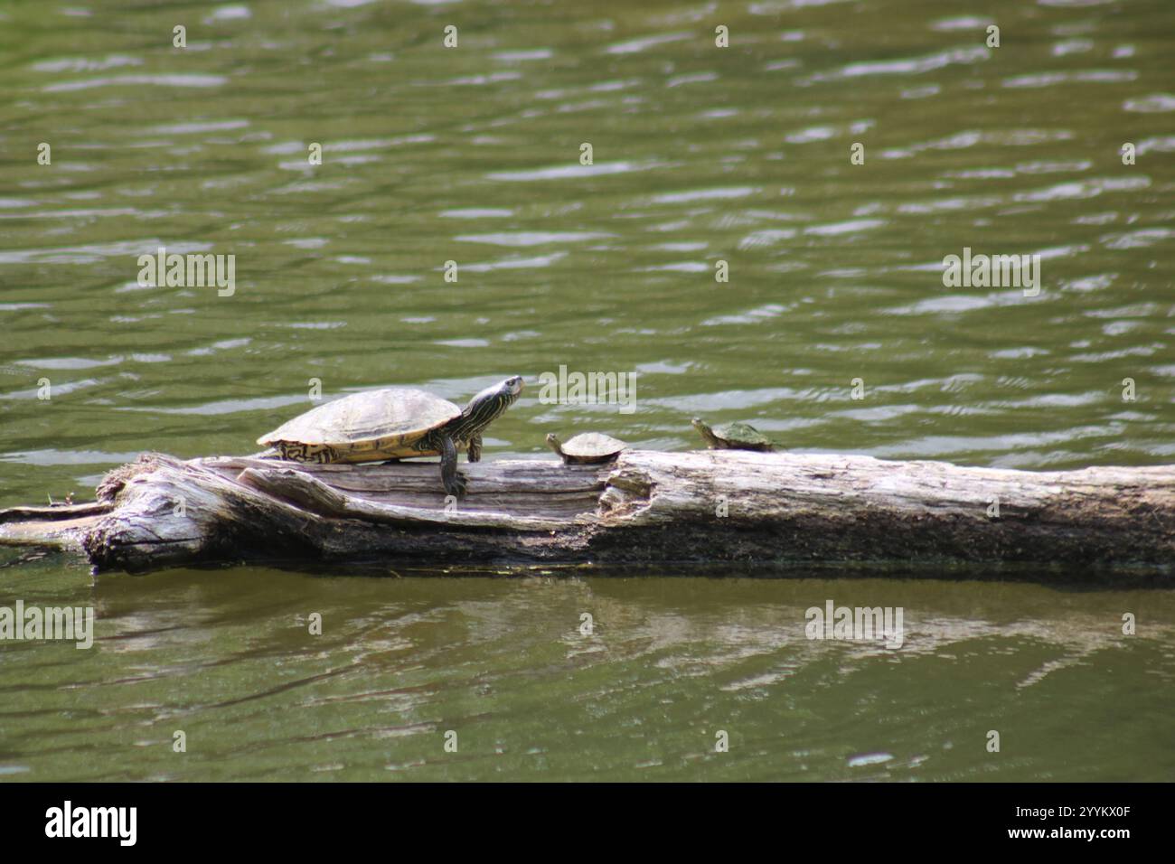 Northern Map Turtle (Graptemys geographica Stock Photo - Alamy