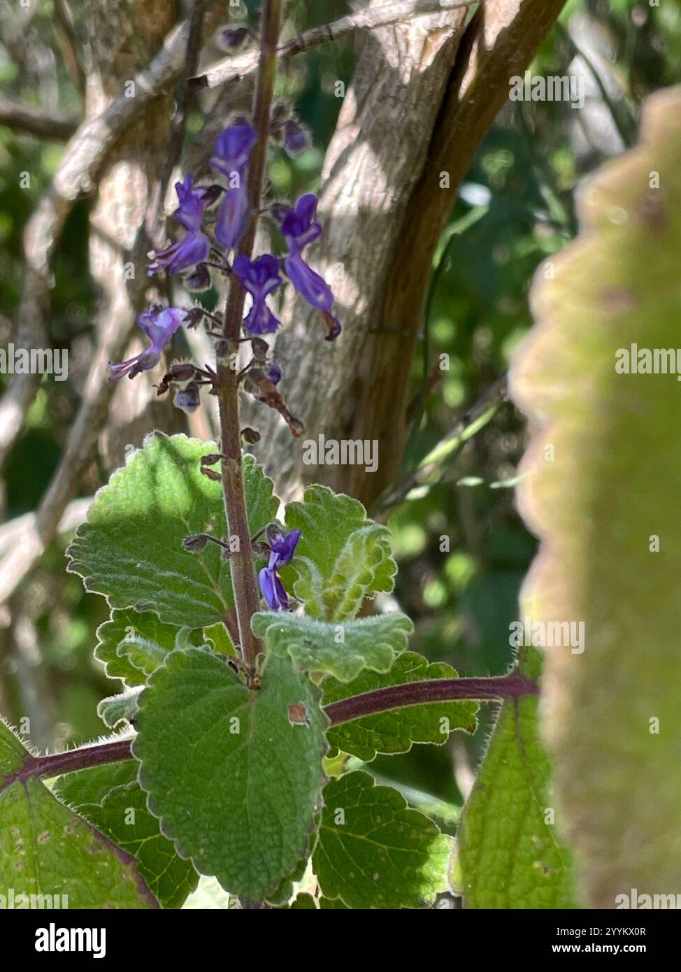 little spurflower (Coleus australis Stock Photo - Alamy