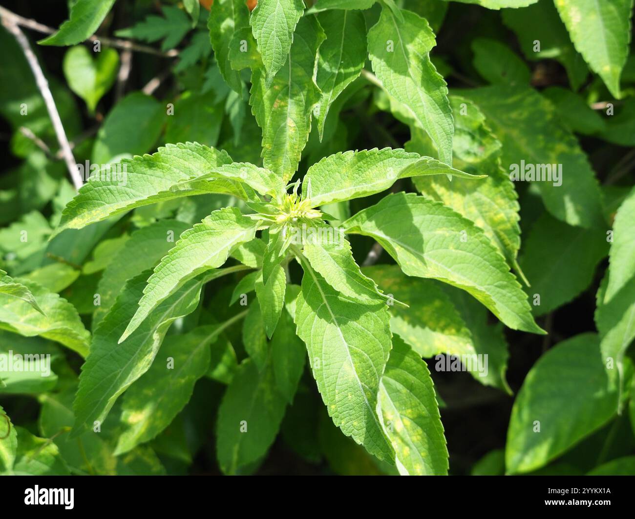 African Basil (Ocimum gratissimum Stock Photo - Alamy