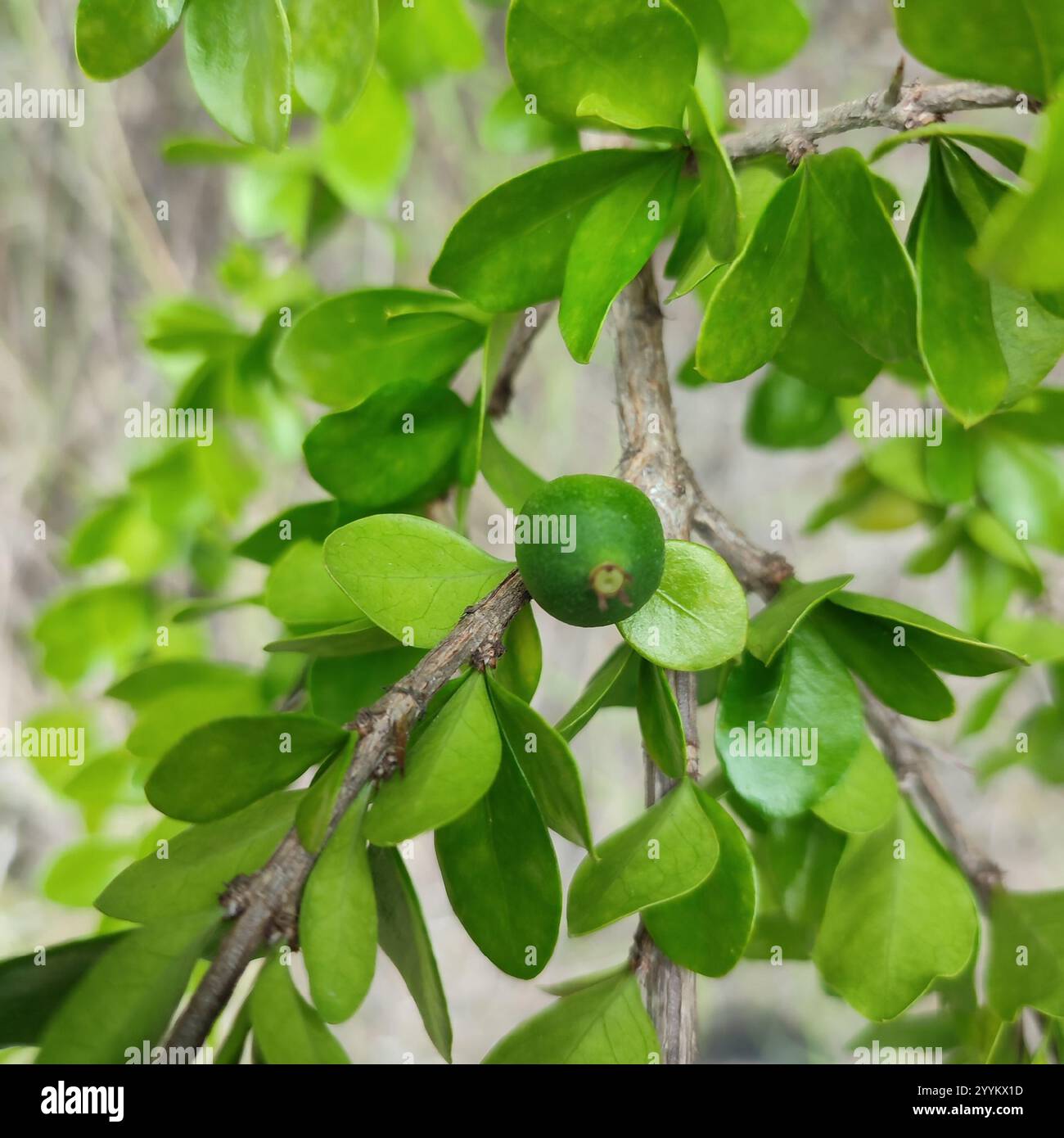 Randia aculeata hi-res stock photography and images - Alamy