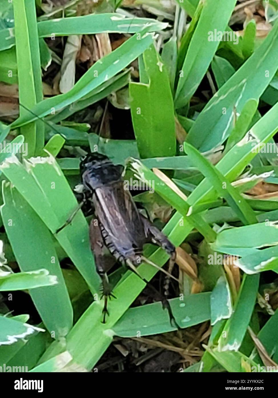 Fall Field Cricket (Gryllus pennsylvanicus Stock Photo - Alamy
