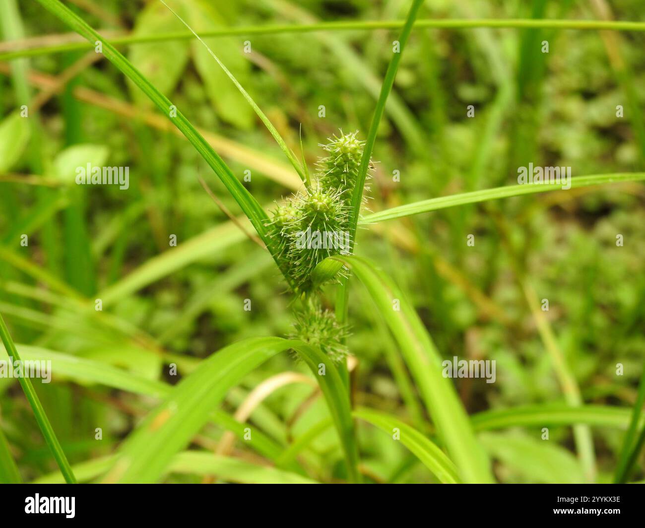Frank's sedge (Carex frankii Stock Photo - Alamy