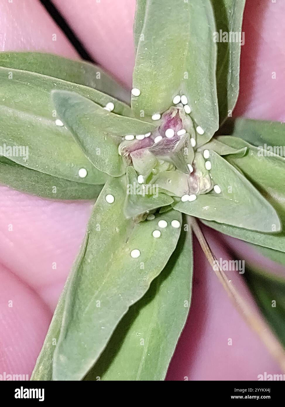 Alcon Large Blue (Phengaris alcon Stock Photo - Alamy