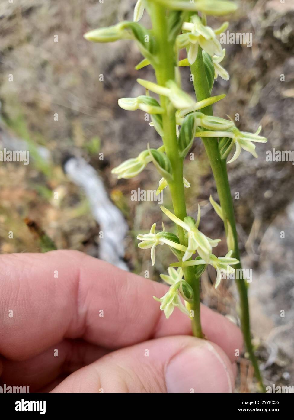 Flat Spurred Piperia (Platanthera transversa Stock Photo - Alamy