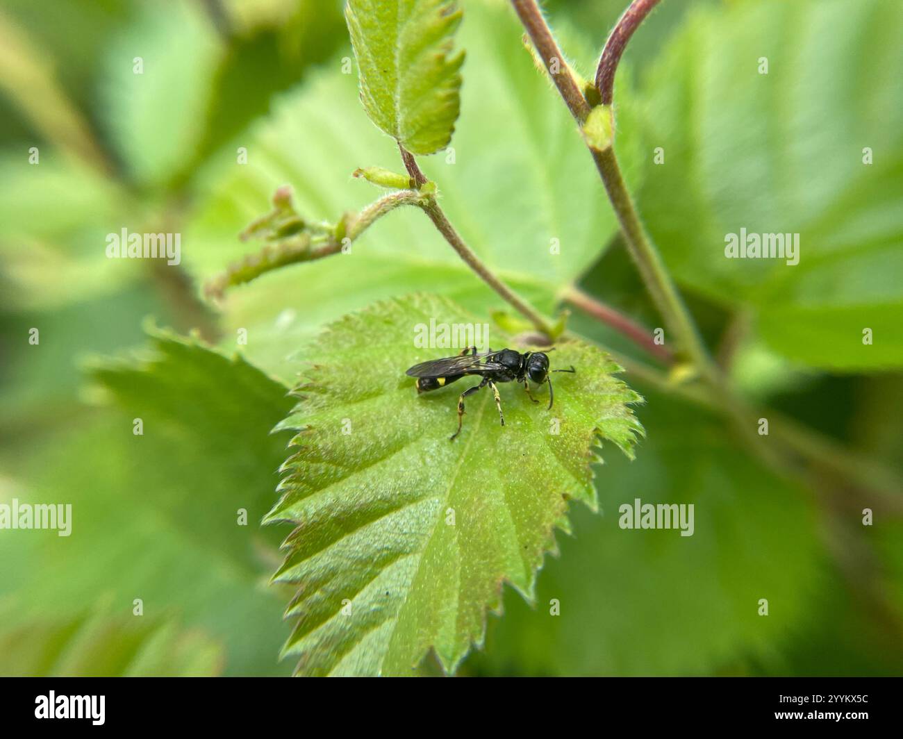 Square-headed Wasps, Sand Wasps, and Allies (Crabronidae Stock Photo ...