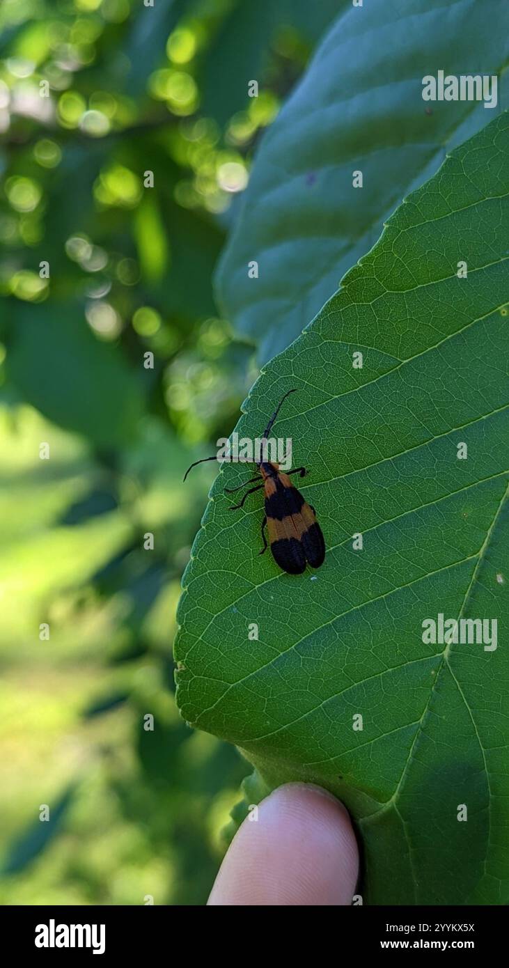Reticulated net winged beetle hi-res stock photography and images - Alamy