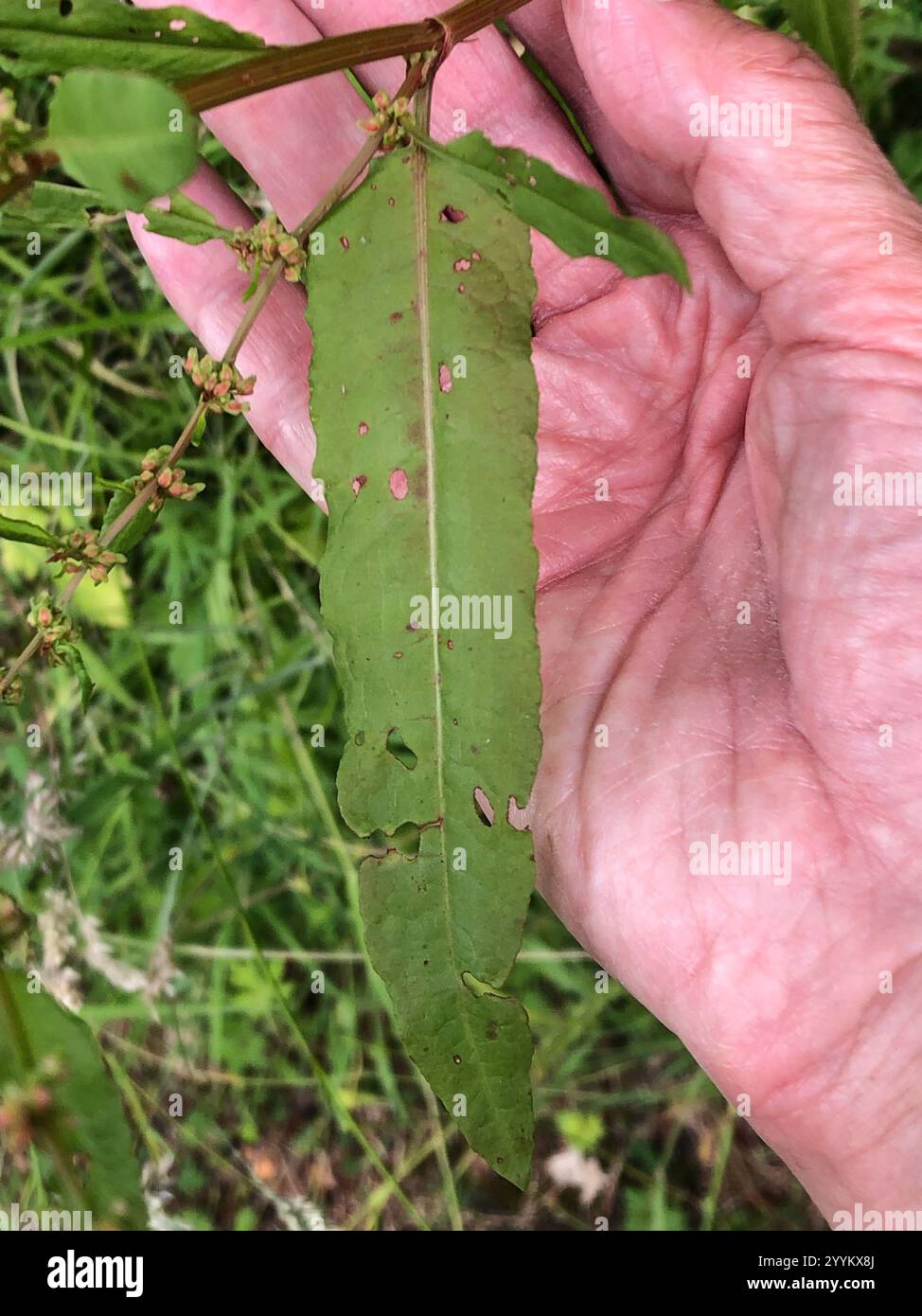 Clustered Dock (Rumex conglomeratus Stock Photo - Alamy