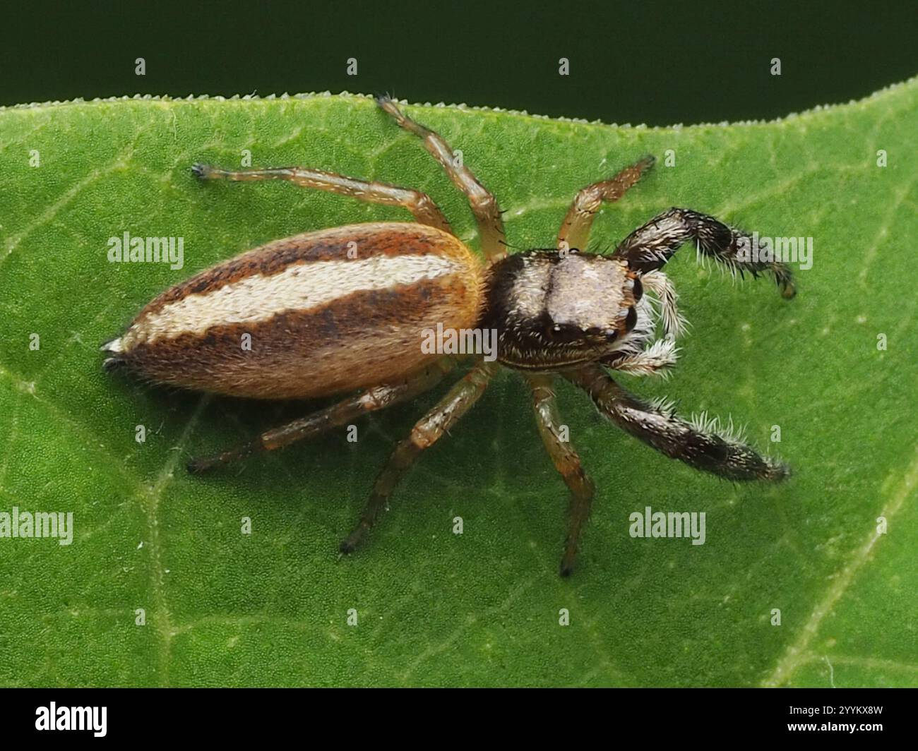 Short-bellied Slender Jumping Spider (Marpissa formosa Stock Photo - Alamy