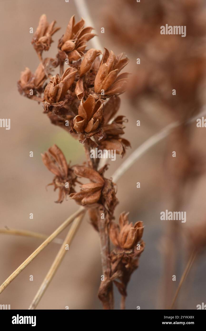 Partridgefoot (Luetkea pectinata Stock Photo - Alamy