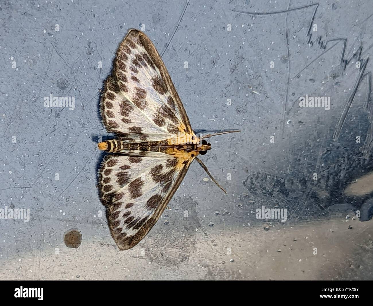 Small Magpie (Anania hortulata Stock Photo - Alamy