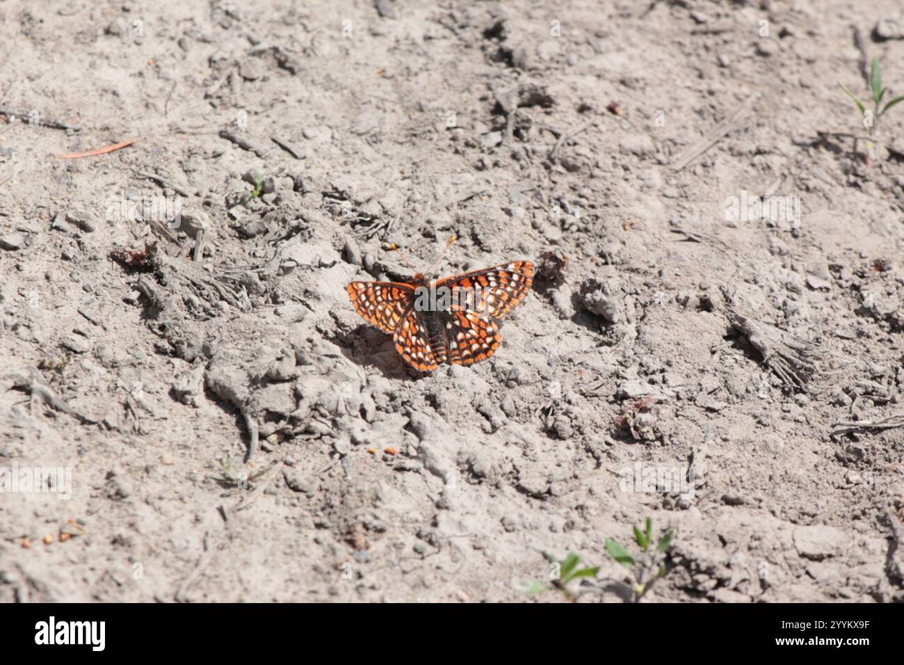 Anicia hi-res stock photography and images - Alamy