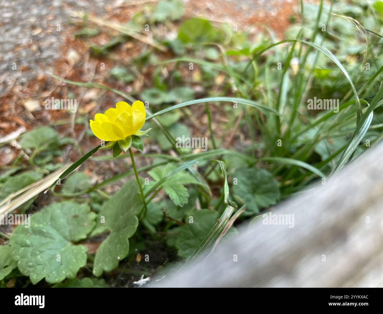 Creeping cinquefoil (Potentilla reptans Stock Photo - Alamy