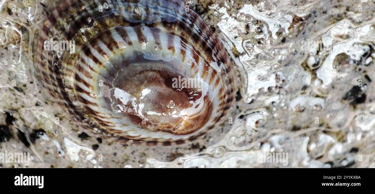 True Limpets (Patellogastropoda Stock Photo - Alamy