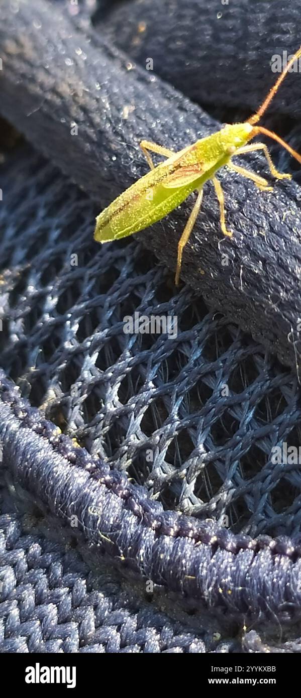 short-winged rhopalid (Myrmus miriformis Stock Photo - Alamy