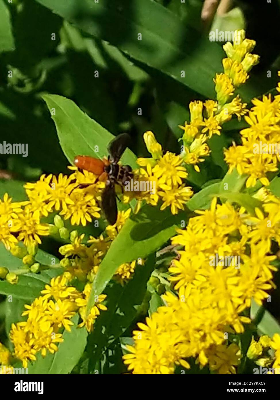 Swift Feather-legged Fly (Trichopoda pennipes Stock Photo - Alamy
