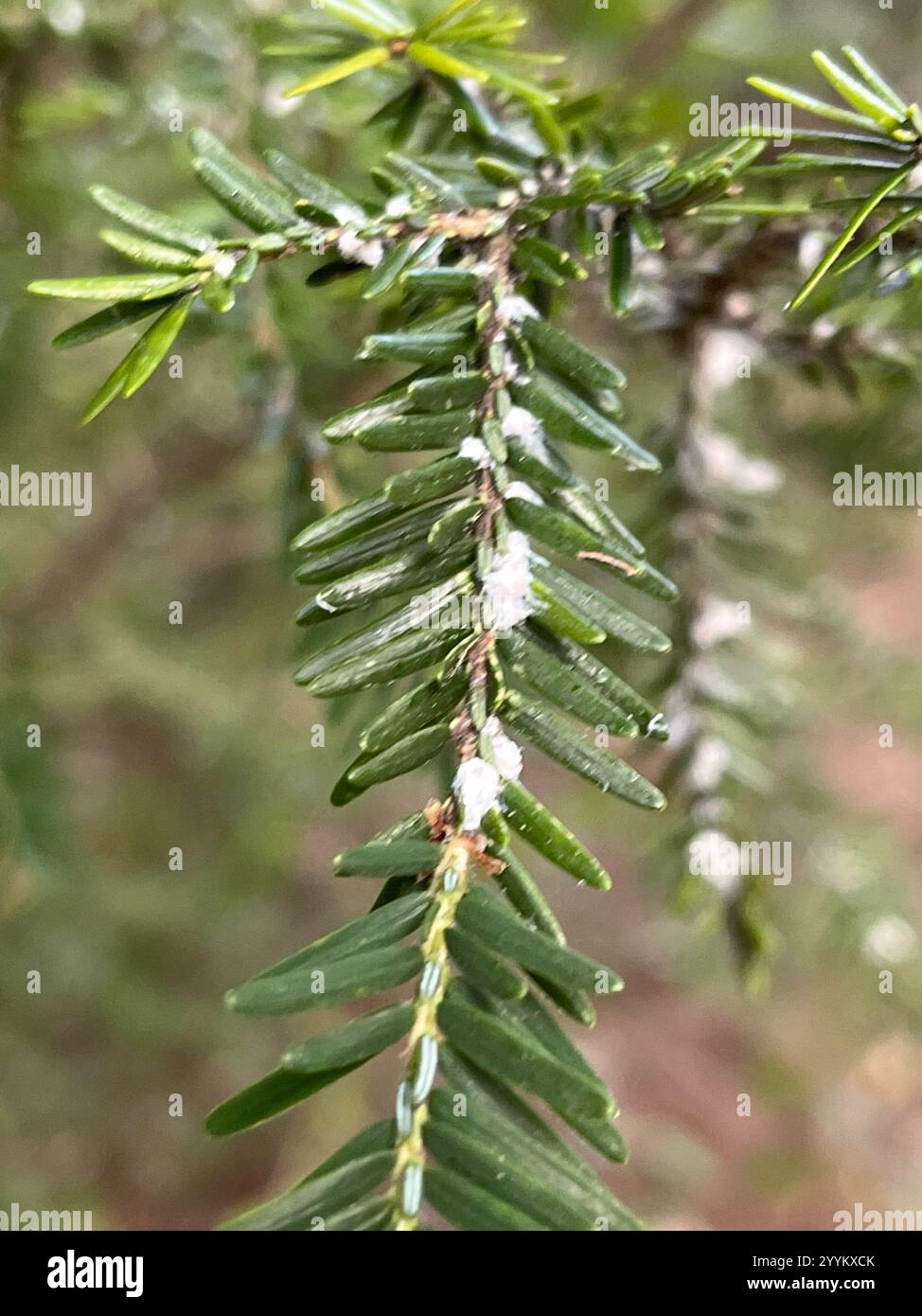 Hemlock Woolly Adelgid (Adelges tsugae Stock Photo - Alamy