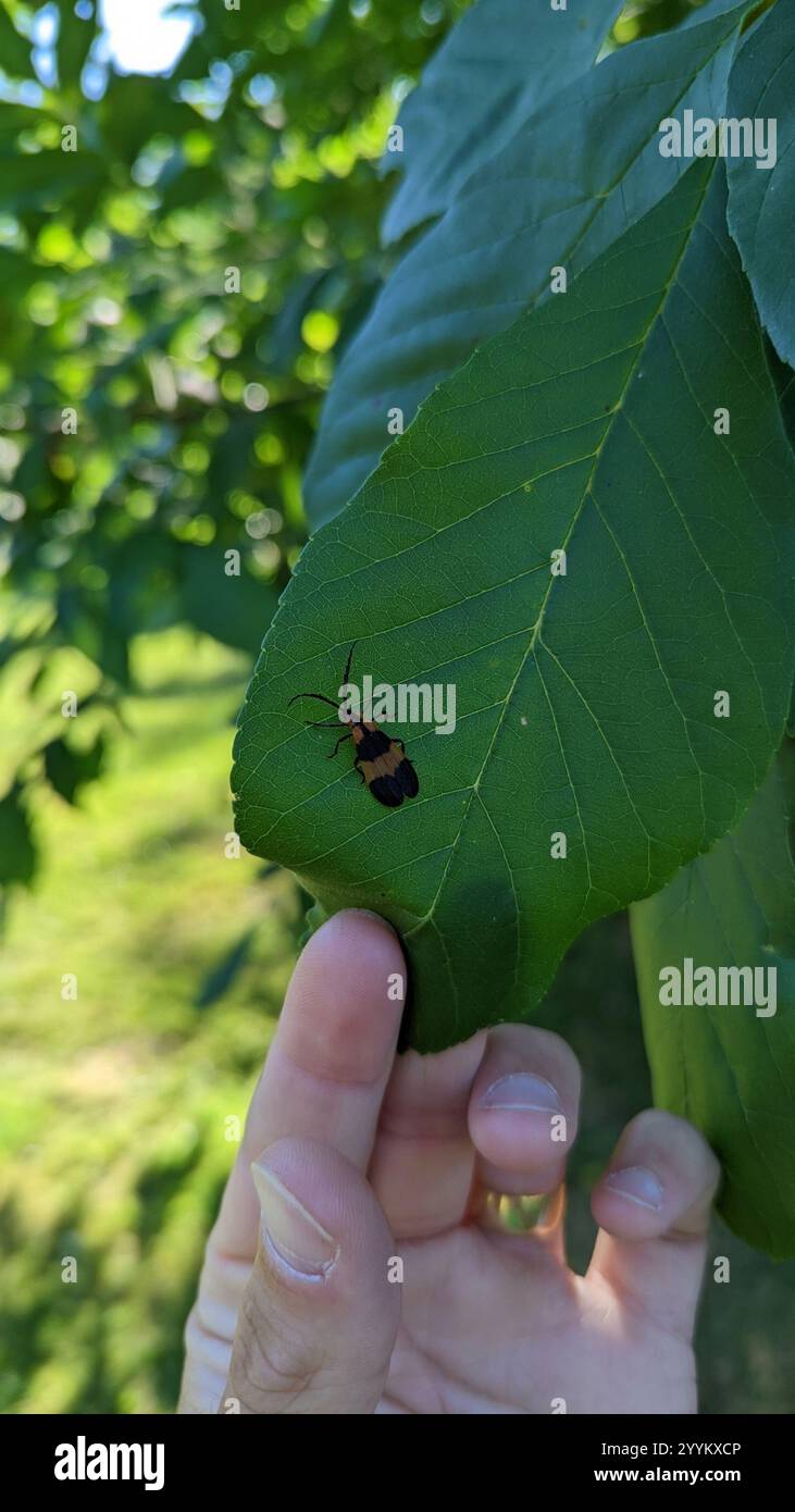 Reticulated net winged beetle hi-res stock photography and images - Alamy