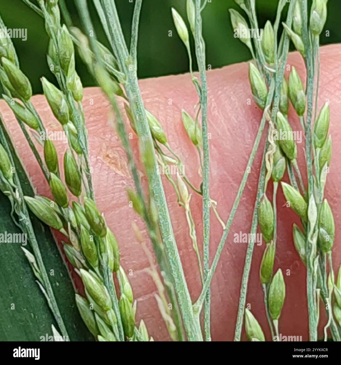 guinea grass (Megathyrsus maximus Stock Photo - Alamy