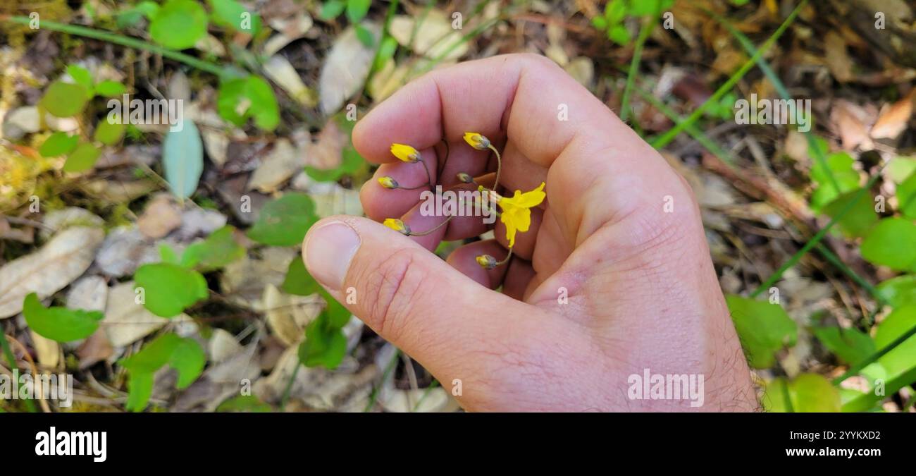 Siskiyou inside-out-flower (Vancouveria chrysantha Stock Photo - Alamy