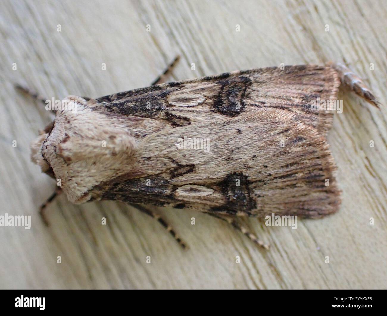Shuttle-shaped Dart (Agrotis puta Stock Photo - Alamy