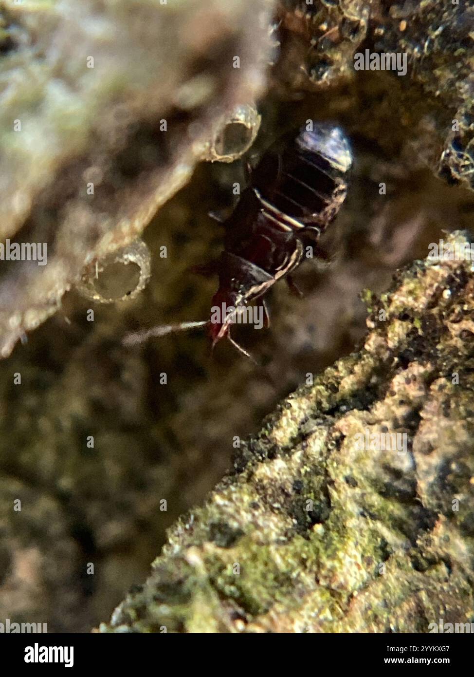 True Bugs (Heteroptera Stock Photo - Alamy