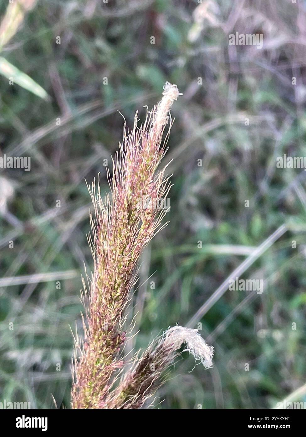 Molasses Grass (Melinis minutiflora Stock Photo - Alamy