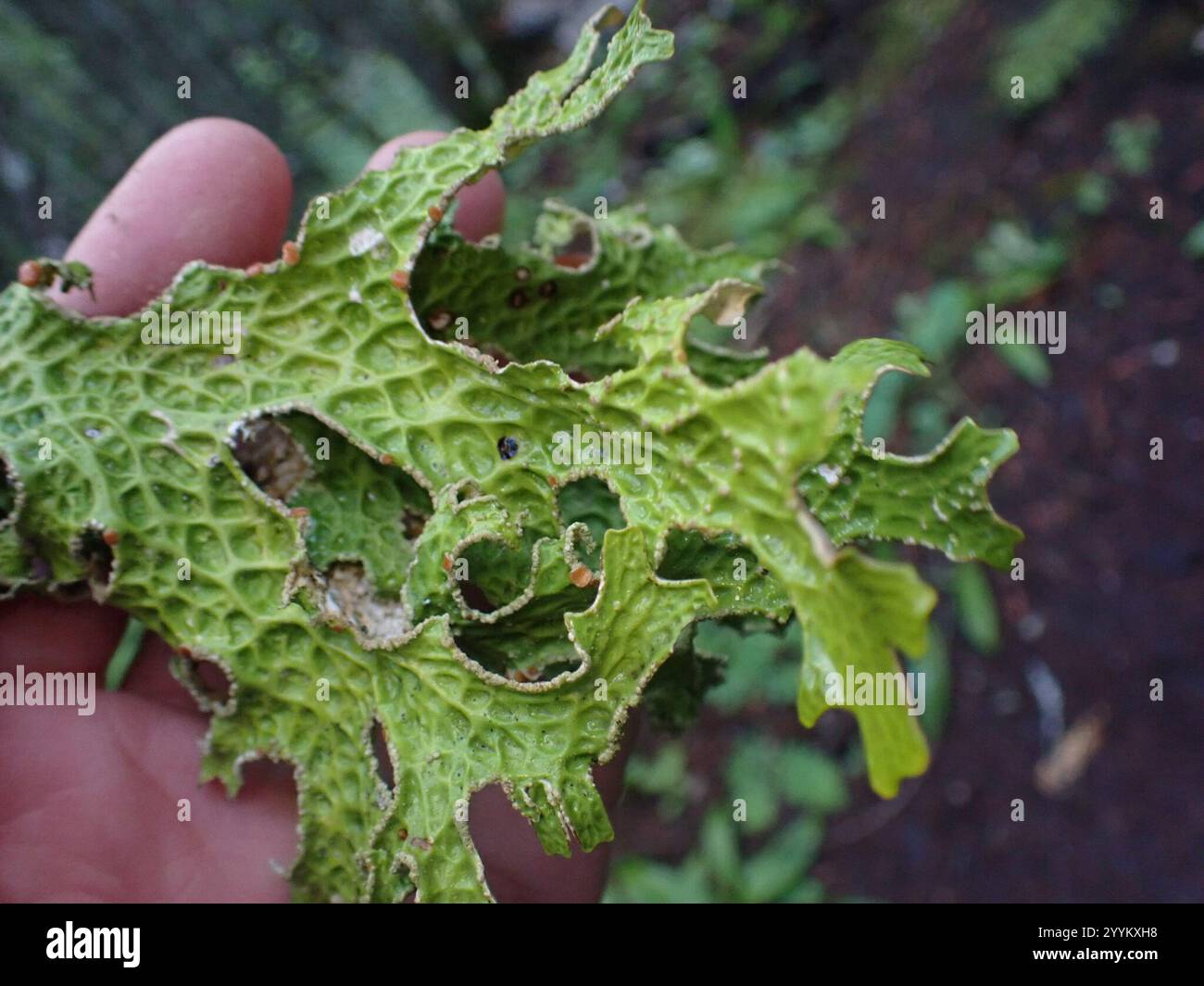 Tree Lungwort (Lobaria pulmonaria Stock Photo - Alamy
