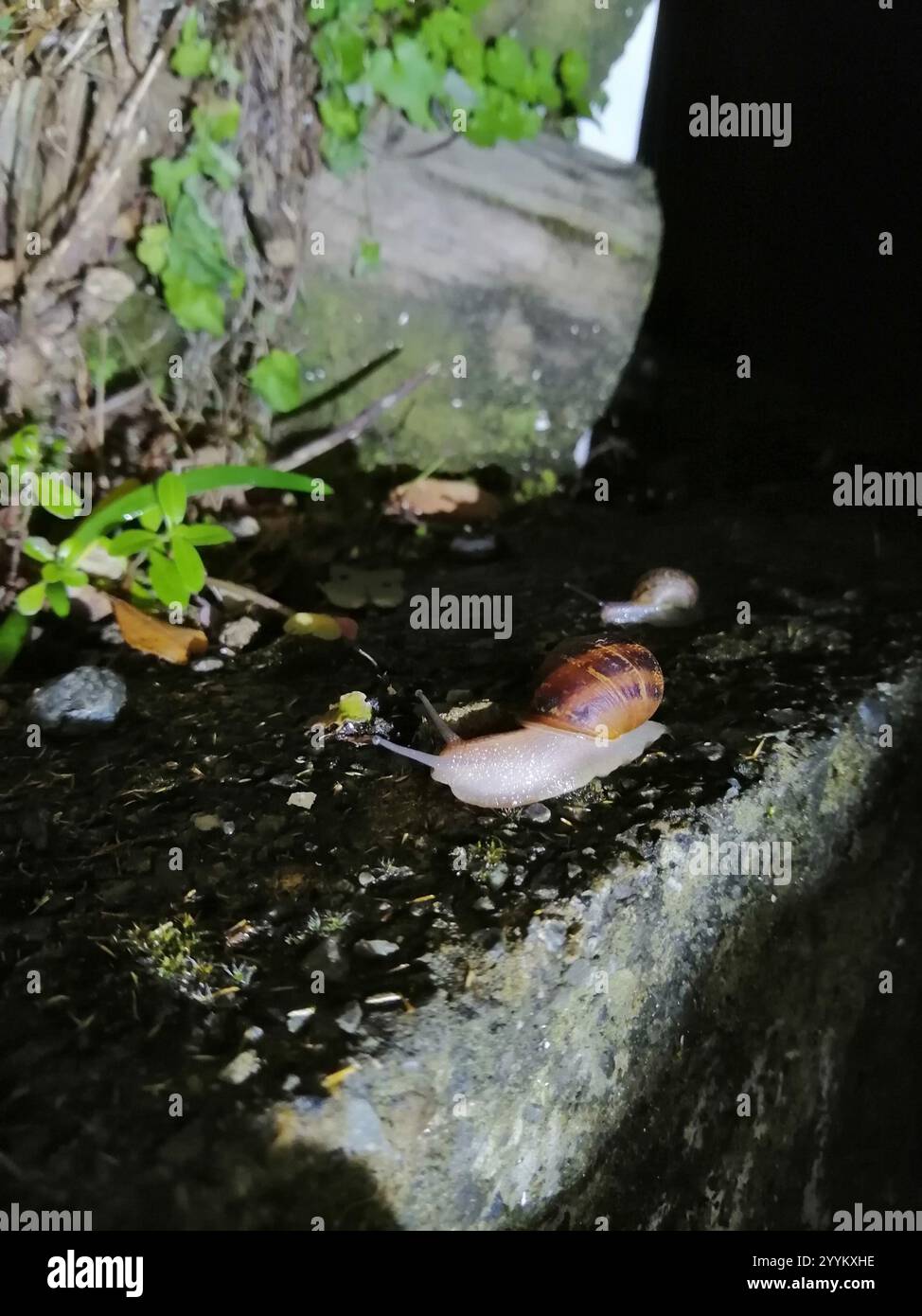 Garden Snail (Cornu aspersum Stock Photo - Alamy