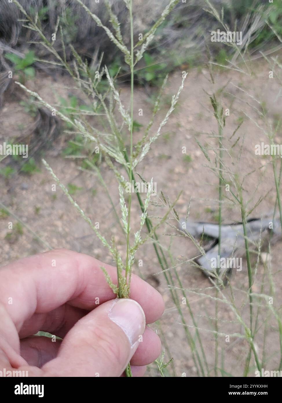 Sand Dropseed (Sporobolus cryptandrus Stock Photo - Alamy
