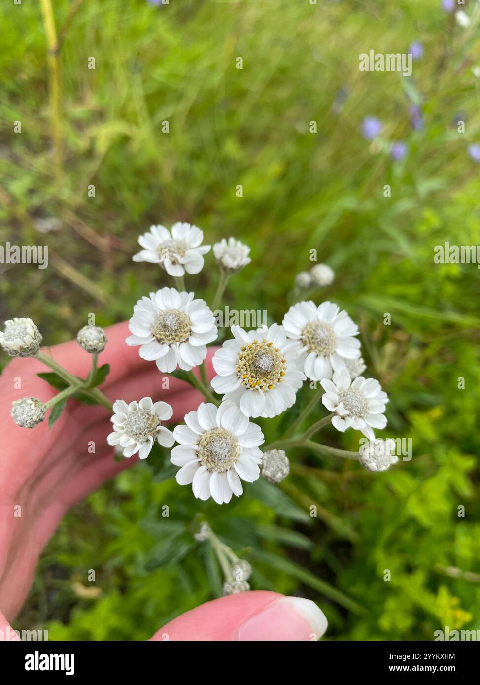 Sneezewort (Achillea ptarmica Stock Photo - Alamy