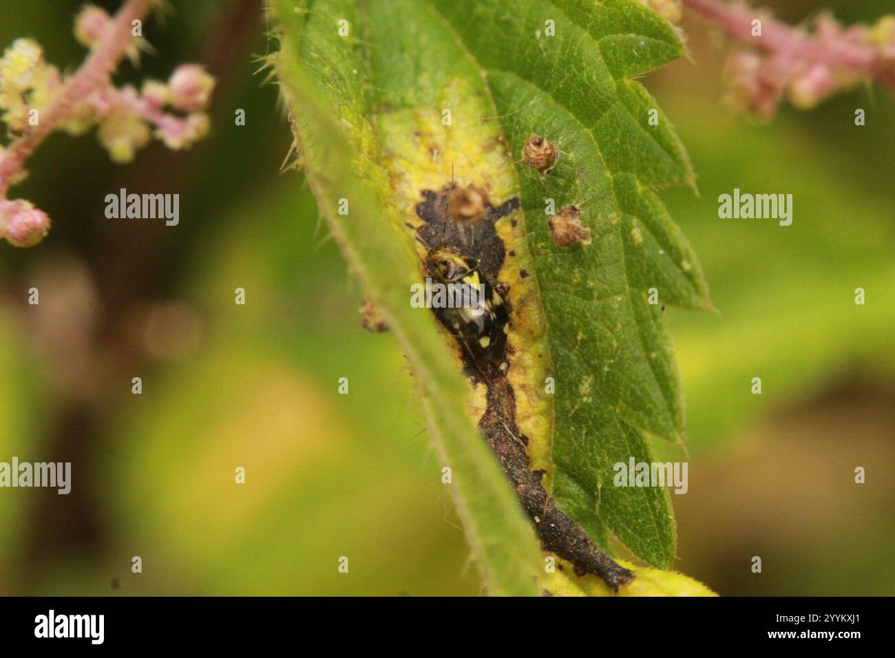 Three Spotted Nettle Bug (Liocoris tripustulatus Stock Photo - Alamy