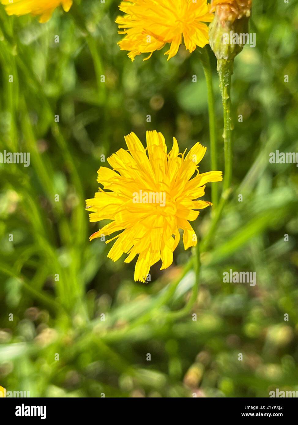 Autumn Hawkbit (Scorzoneroides autumnalis Stock Photo - Alamy