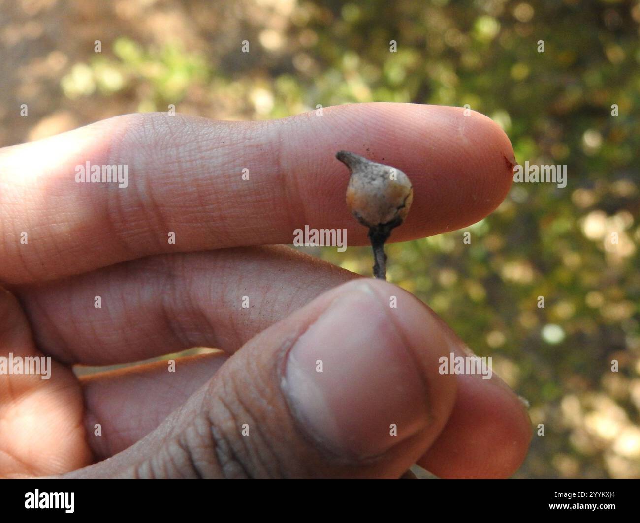 Bullet-Gall Wasp (Heteroecus malus Stock Photo - Alamy