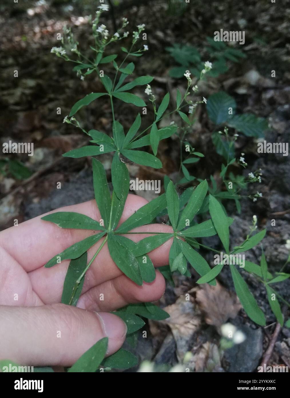 Wood Bedstraw (Galium sylvaticum Stock Photo - Alamy