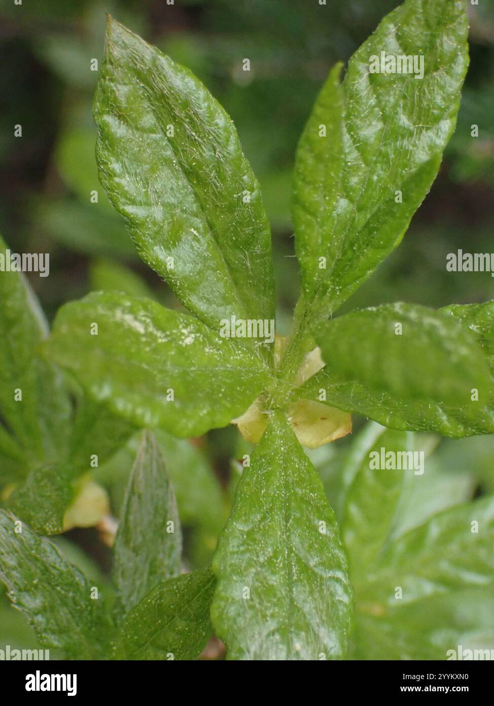 mock azalea (Rhododendron menziesii Stock Photo - Alamy