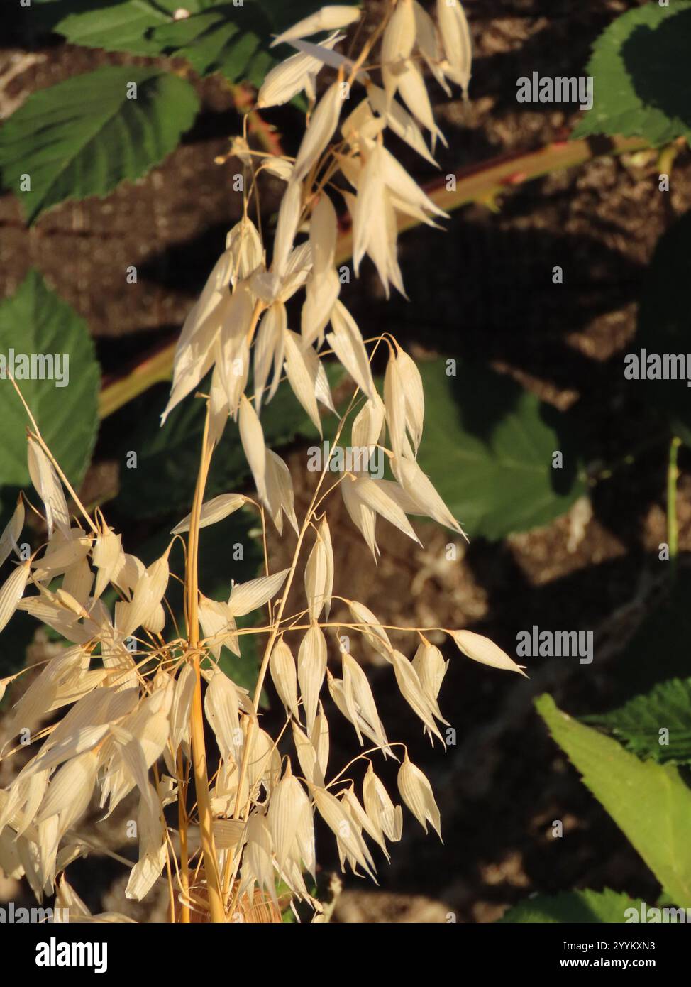 wild oat (Avena fatua Stock Photo - Alamy