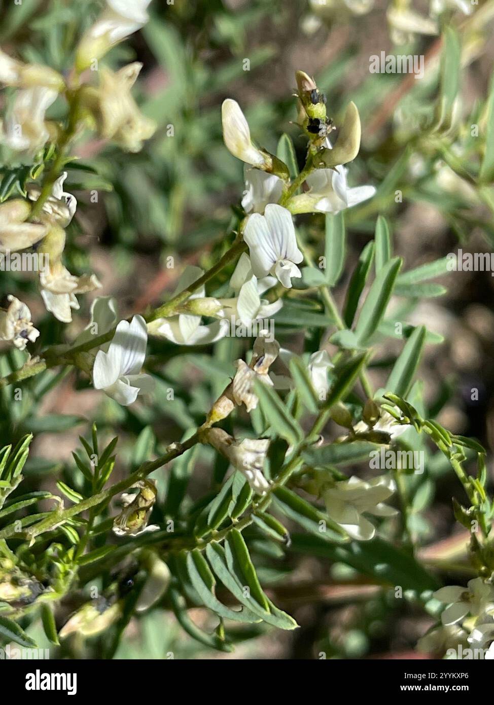 Loose-flower Milkvetch (Astragalus multiflorus Stock Photo - Alamy