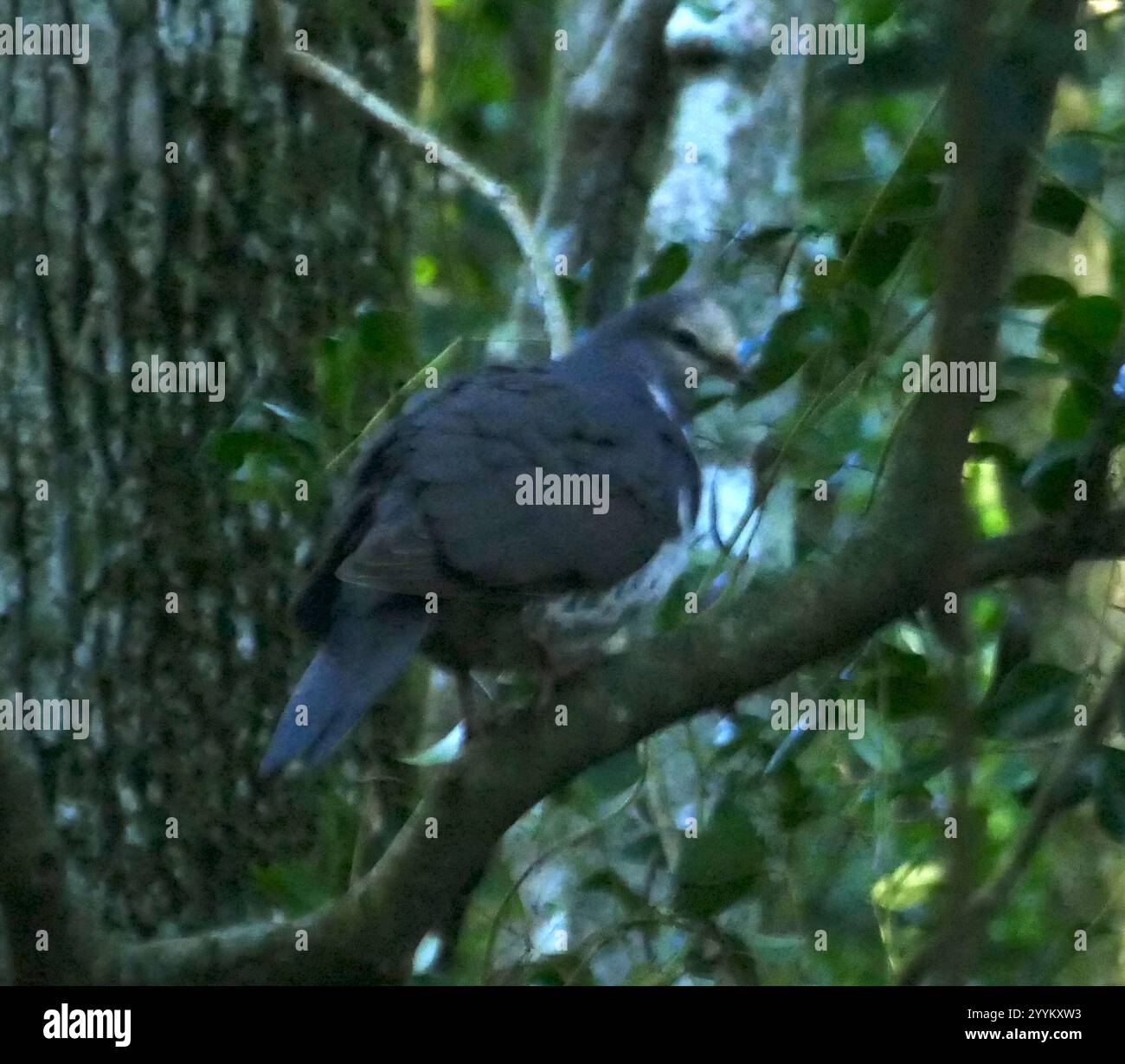 Wonga Pigeon (Leucosarcia melanoleuca Stock Photo - Alamy