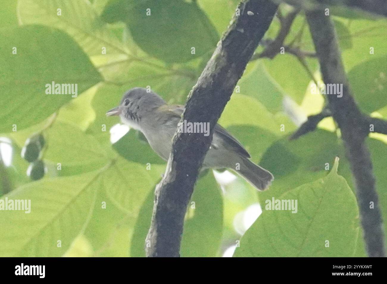 Lesser Greenlet (Pachysylvia decurtata Stock Photo - Alamy
