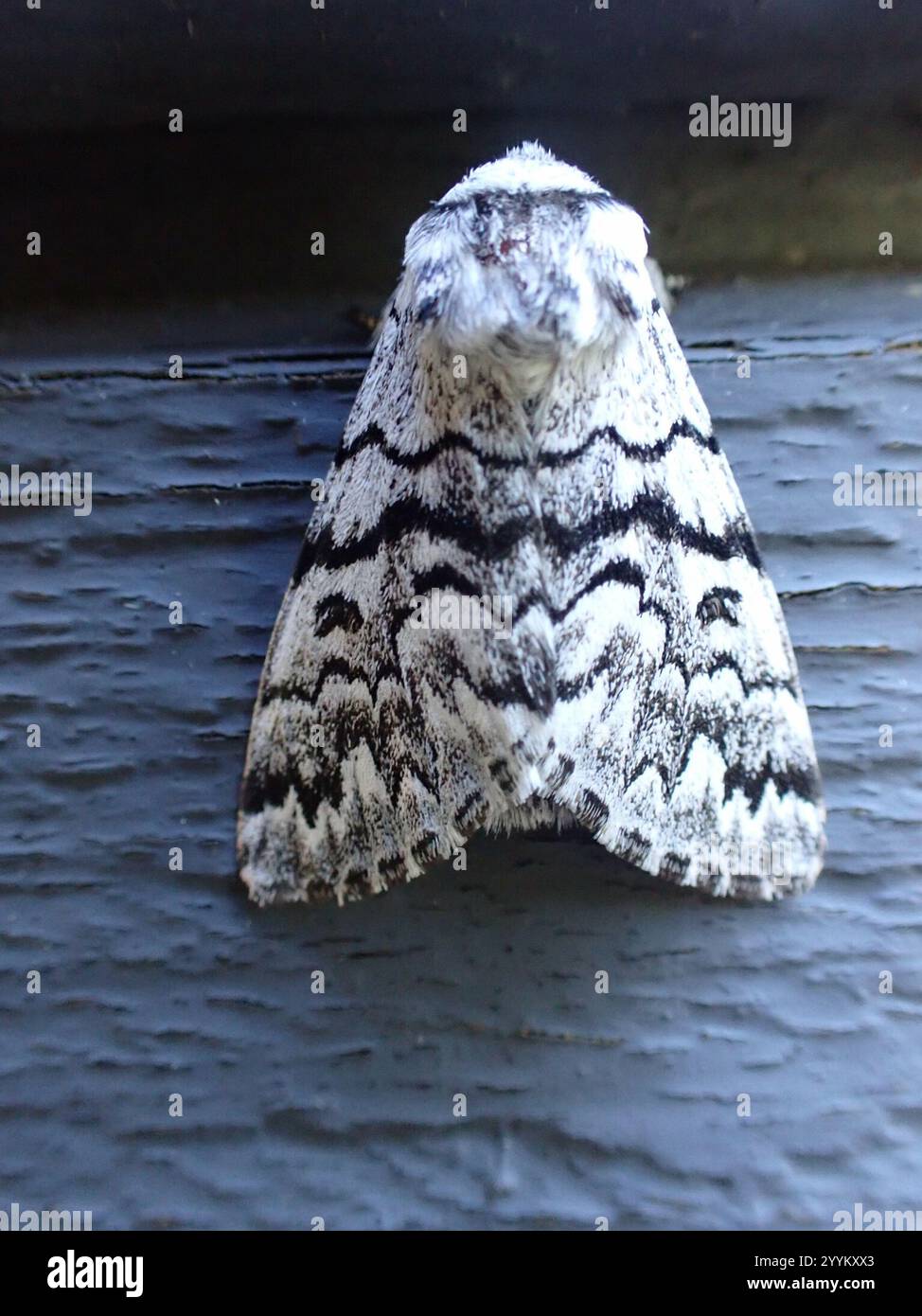 Western Panthea Moth (Panthea virginarius Stock Photo - Alamy