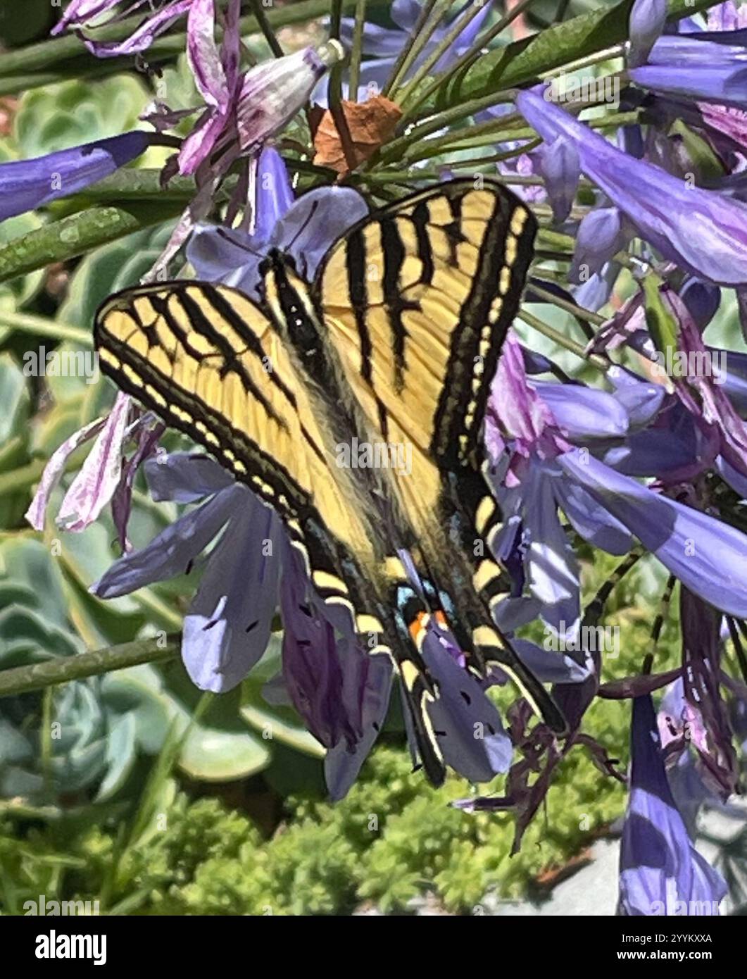 Western Tiger Swallowtail (Papilio rutulus Stock Photo - Alamy