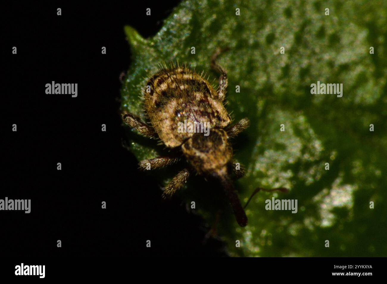 True Weevils (Curculionidae Stock Photo - Alamy